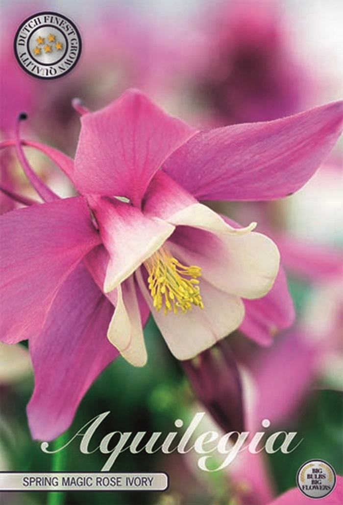 Akleja Spring Magic Rose Ivory